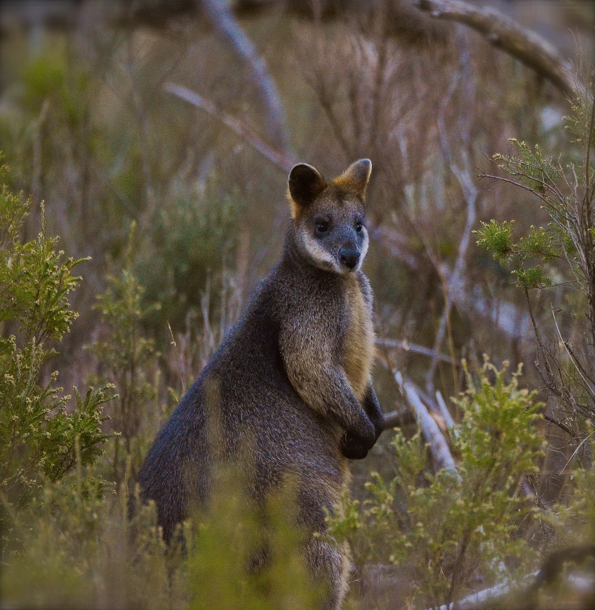 Moonbah Hut Photo Gallery - Moonbah Hut