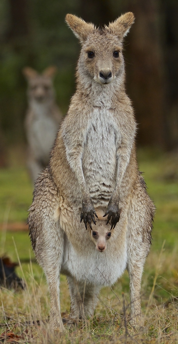 Moonbah Hut Photo Gallery - Moonbah Hut