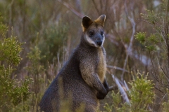 Moonbah Hut Photo Gallery - Moonbah Hut